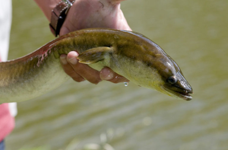 Anguille | Fédération de la pêche 85