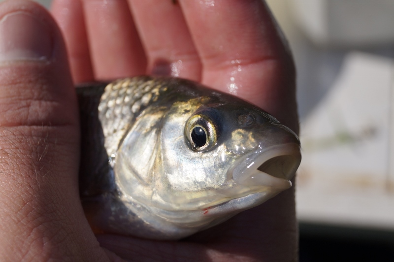 Zoom sur la Vandoise | Fédération de la pêche 85