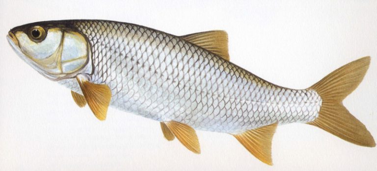 Zoom sur la Vandoise | Fédération de la pêche 85