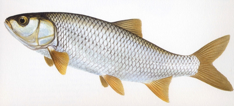 Zoom sur la Vandoise | Fédération de la pêche 85