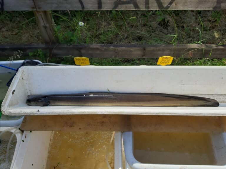 ANGUILLE EUROPEENNE – Anguilla anguilla | Fédération de la pêche 85