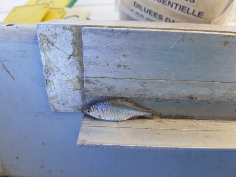 BOUVIERE – Rhodeus amarus | Fédération de la pêche 85