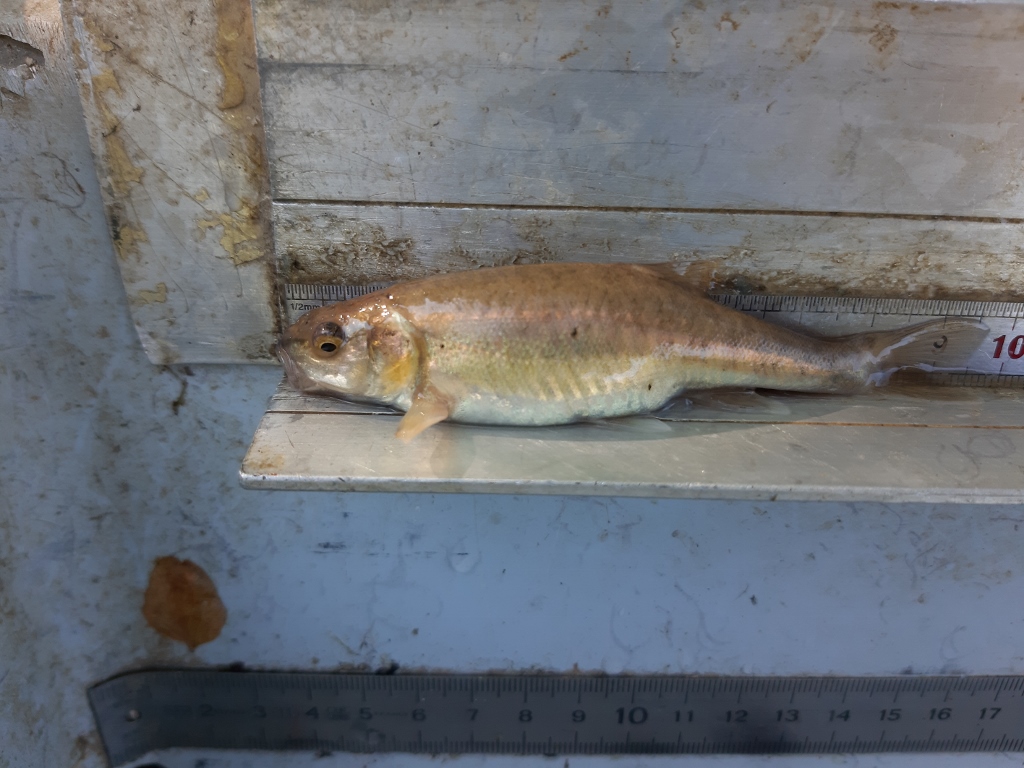VAIRON – Phoxinus spp | Fédération de la pêche 85